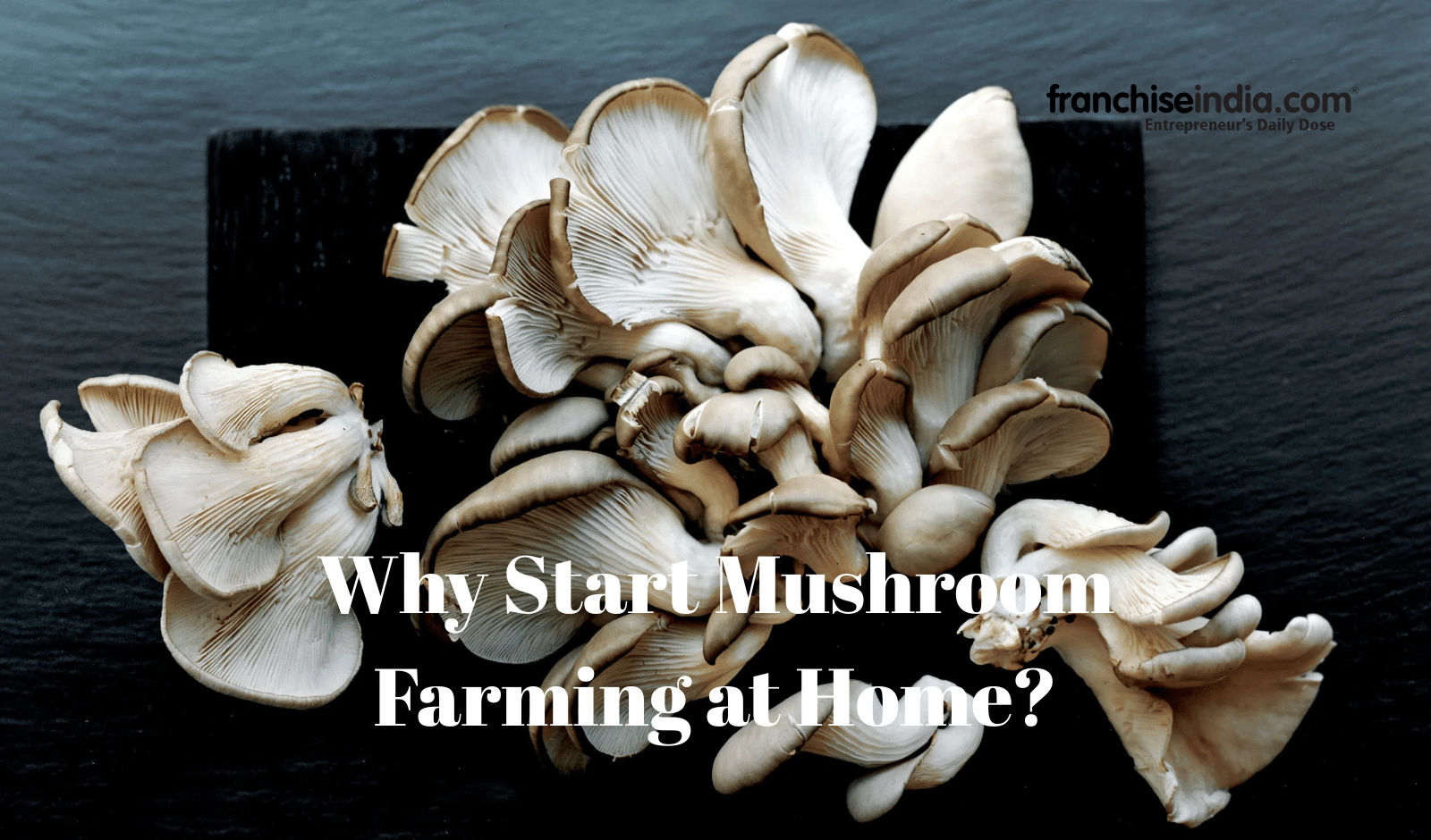 How to Start Mushroom Farming at Home?