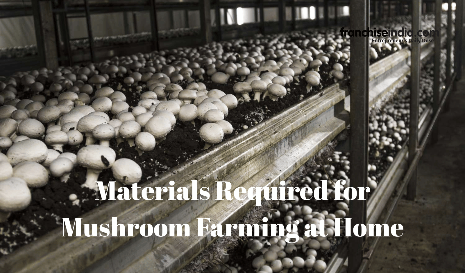 How to Start Mushroom Farming at Home?